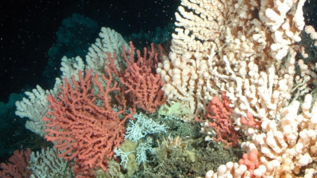 Acidification des Océans Atteint un Niveau Critique - Africa Press France