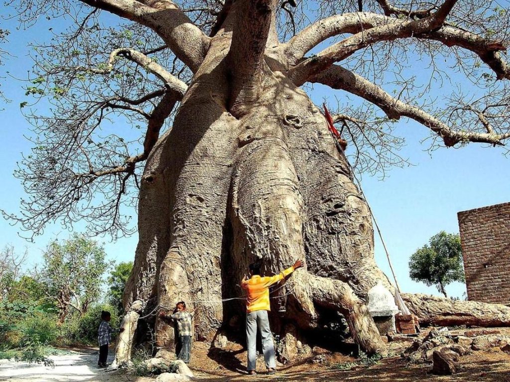 Baobab, the Tree of Life at Risk from Climate Change - Africa Press English
