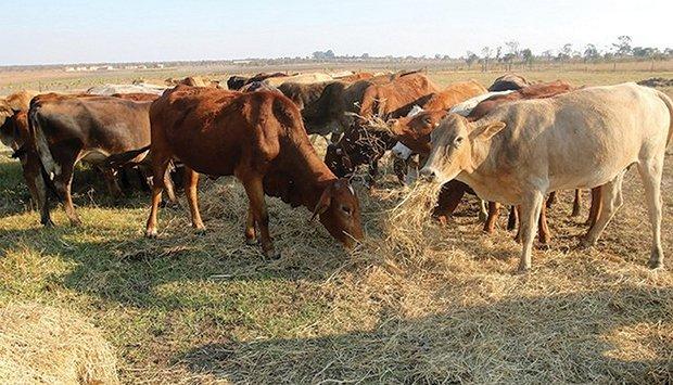 Recovered dozens of cattle - Angola
