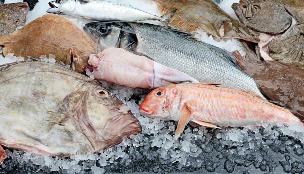 Fish catch in Benguela up 25 percent - Angola