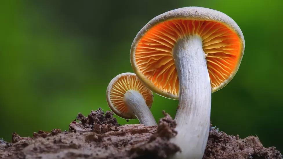 Biodiversity: Fungi are 'underloved and understudied' - Angola