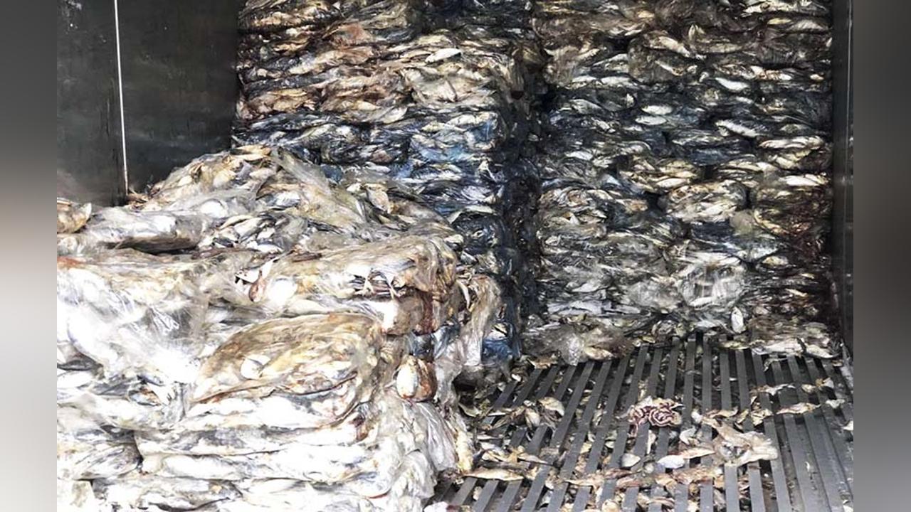 ANIESA incinerates 700 boxes of spoiled fish - Angola