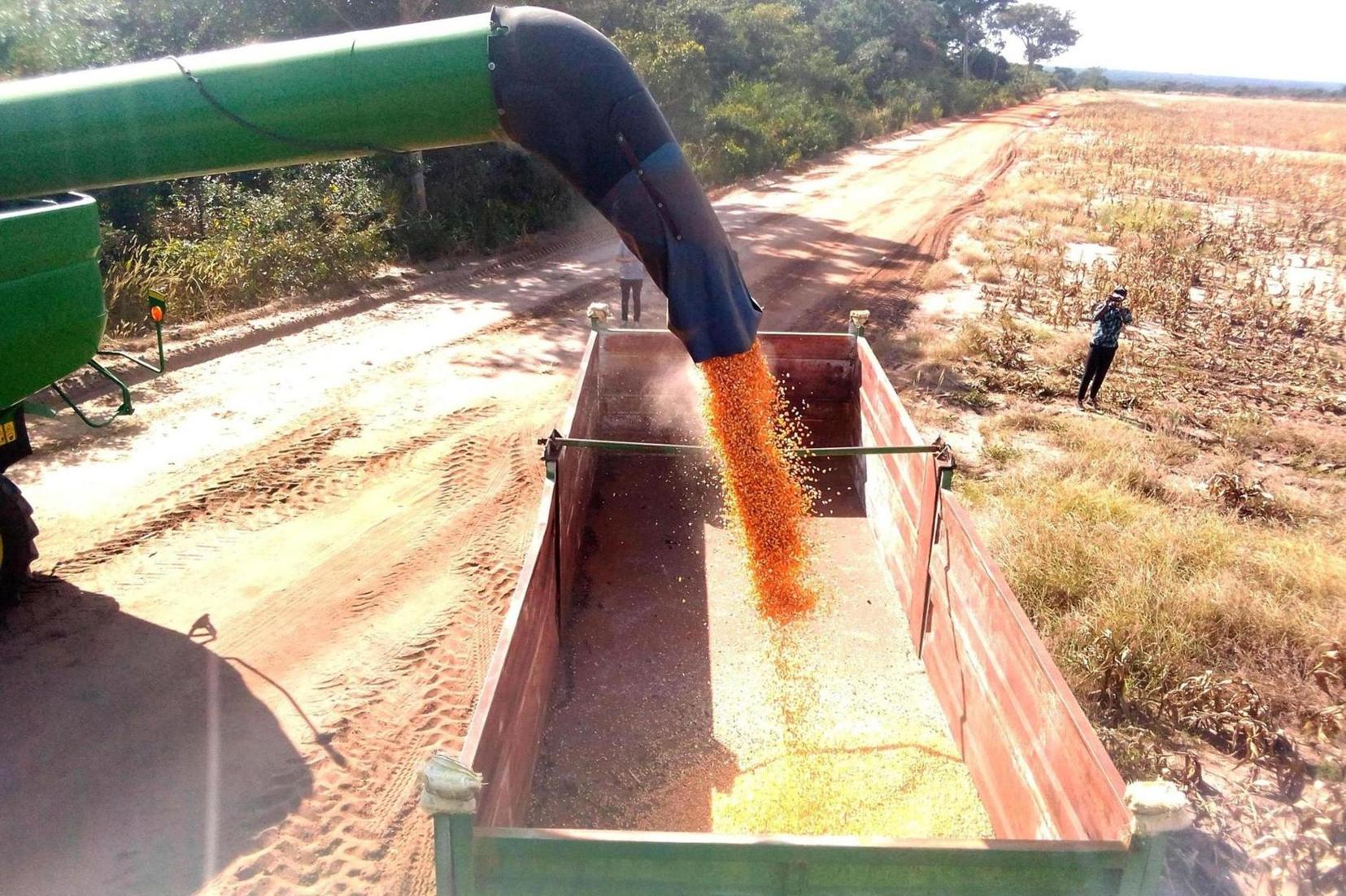 Wheat processing absorbs 40 percent of family production - Angola