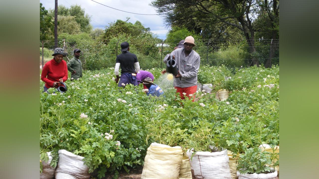 Residents of Mayé Mayé use spaces in their backyards to create ...