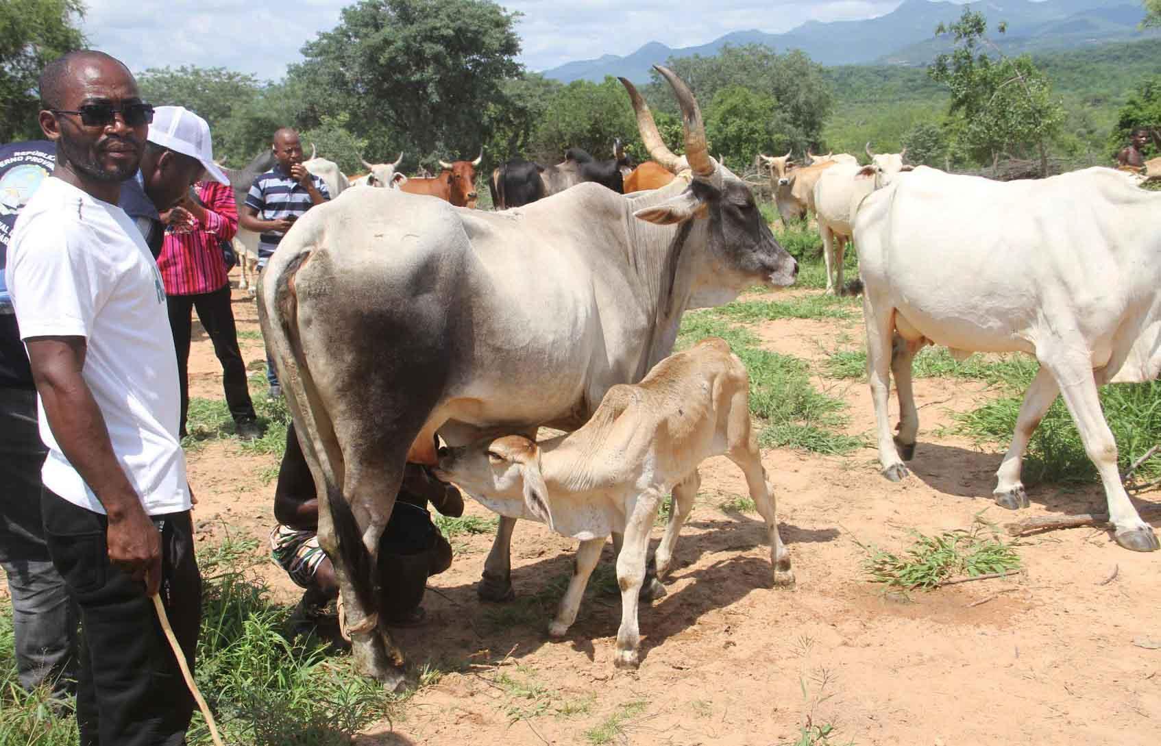 Traditional cattle breeders with assured support in Benguela - Angola