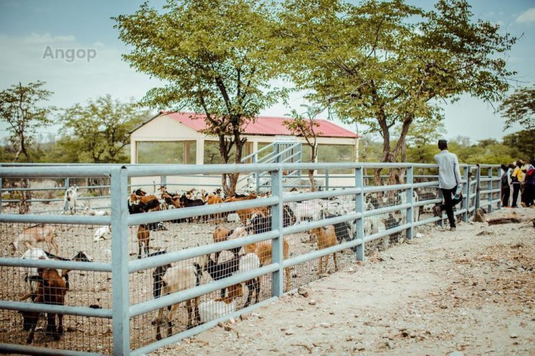 Families Benefit from Goats to Promote Livestock Farming in Curoca - Angola