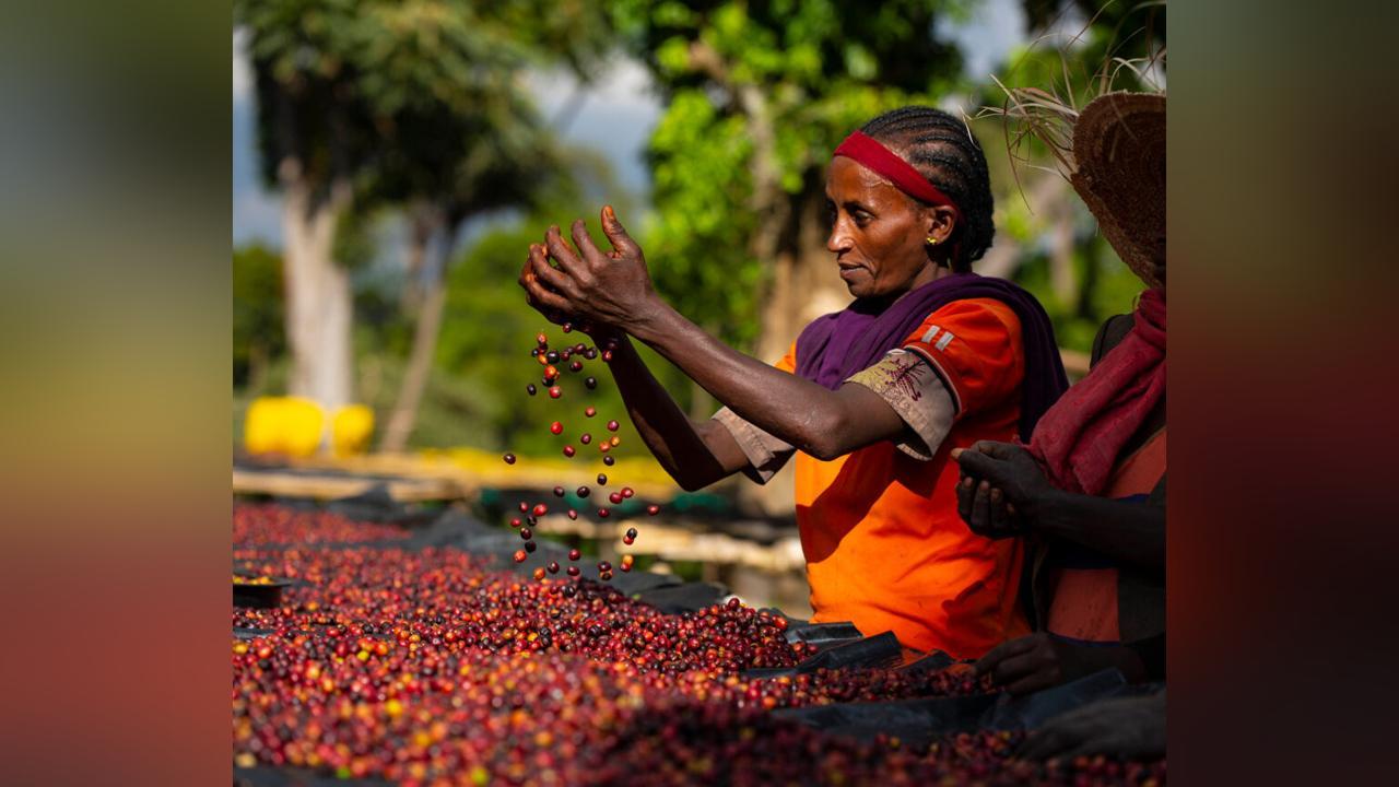 Farm Expects to Harvest Five Tons of Arabica Coffee - Angola