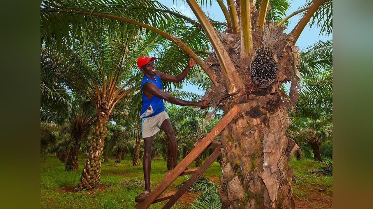The Secrets of Palm Oil Production and the Art of Climbing a Palm Tree ...