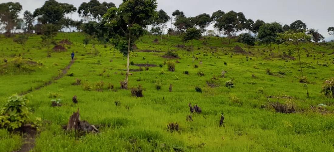 Reforestation Initiatives in Africa may Damage Grassland and Savannah ...