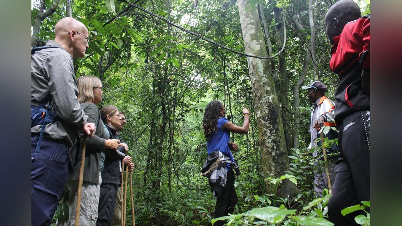 Africa’S Montane Forests Warm up Faster on Deforestation, Study Shows ...