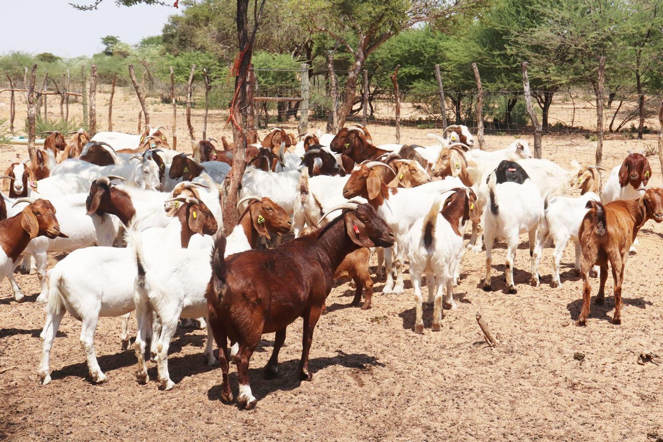 Families Benefit from more than a Thousand Head of Goats in Cunene - Angola
