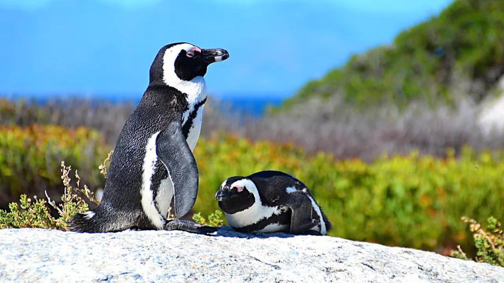African Penguin Species Face Total Extinction in Less than 12 Years ...