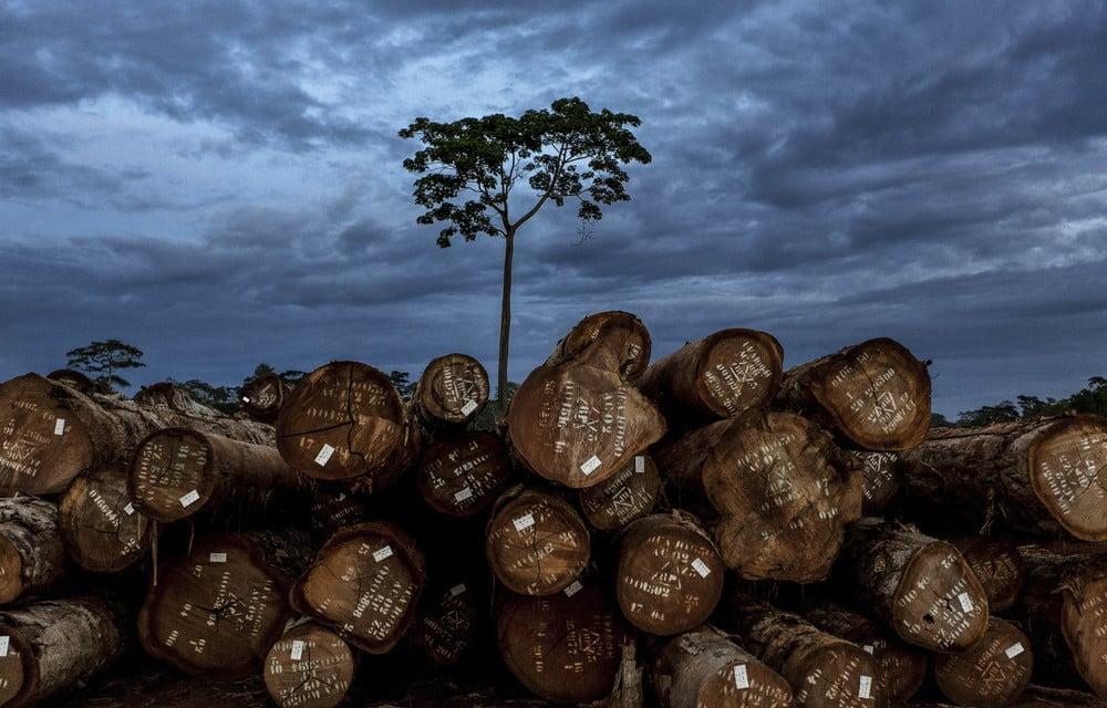 Biomass Energy can Help Africa Ensure Energy Security - Angola