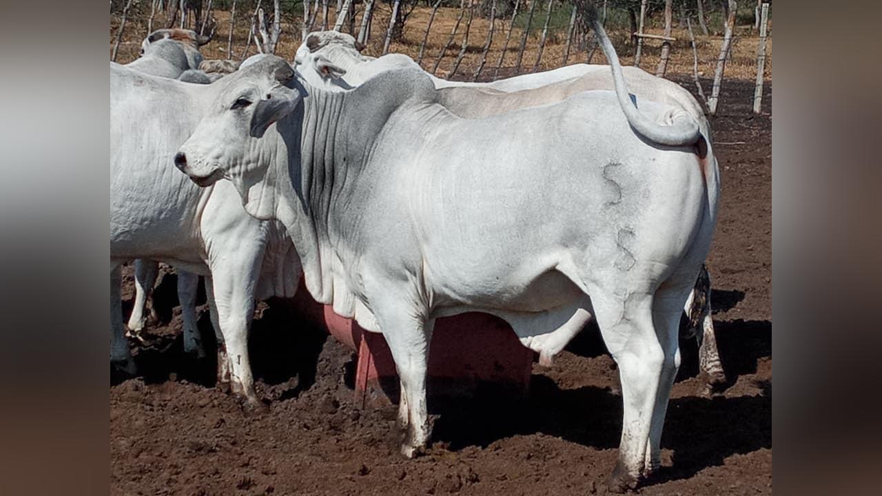 Over 800 Heads of Cattle Die of Nodular Dermatitis in Southern Angola ...