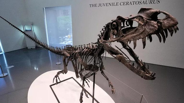 Rare Dinosaur Skeleton Sells for $30 Million at Auction - Angola