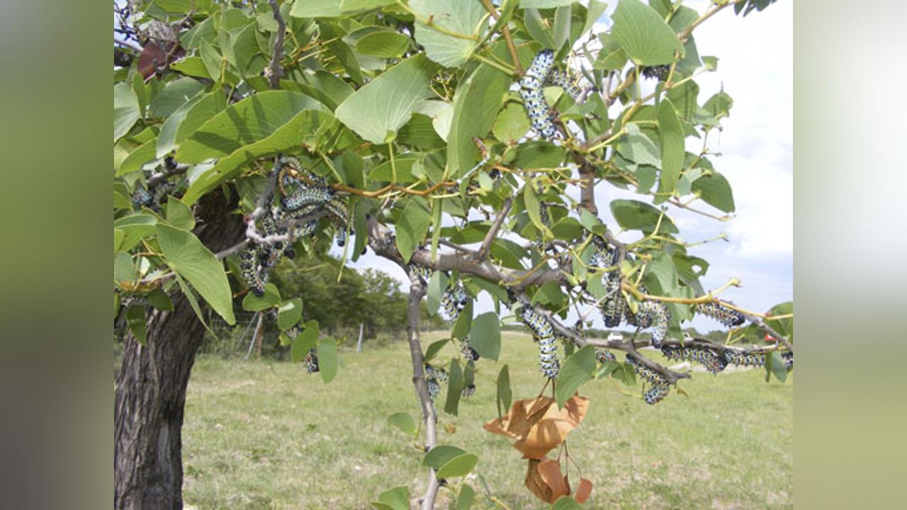 MOPHANE WORM COOPERATIVE WAY TO GO - Botswana