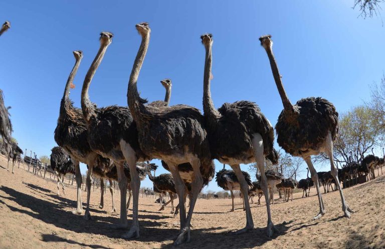 MOLEBATSI UNVEILS THUO LETLOTLO GRANT PACKAGES - Botswana