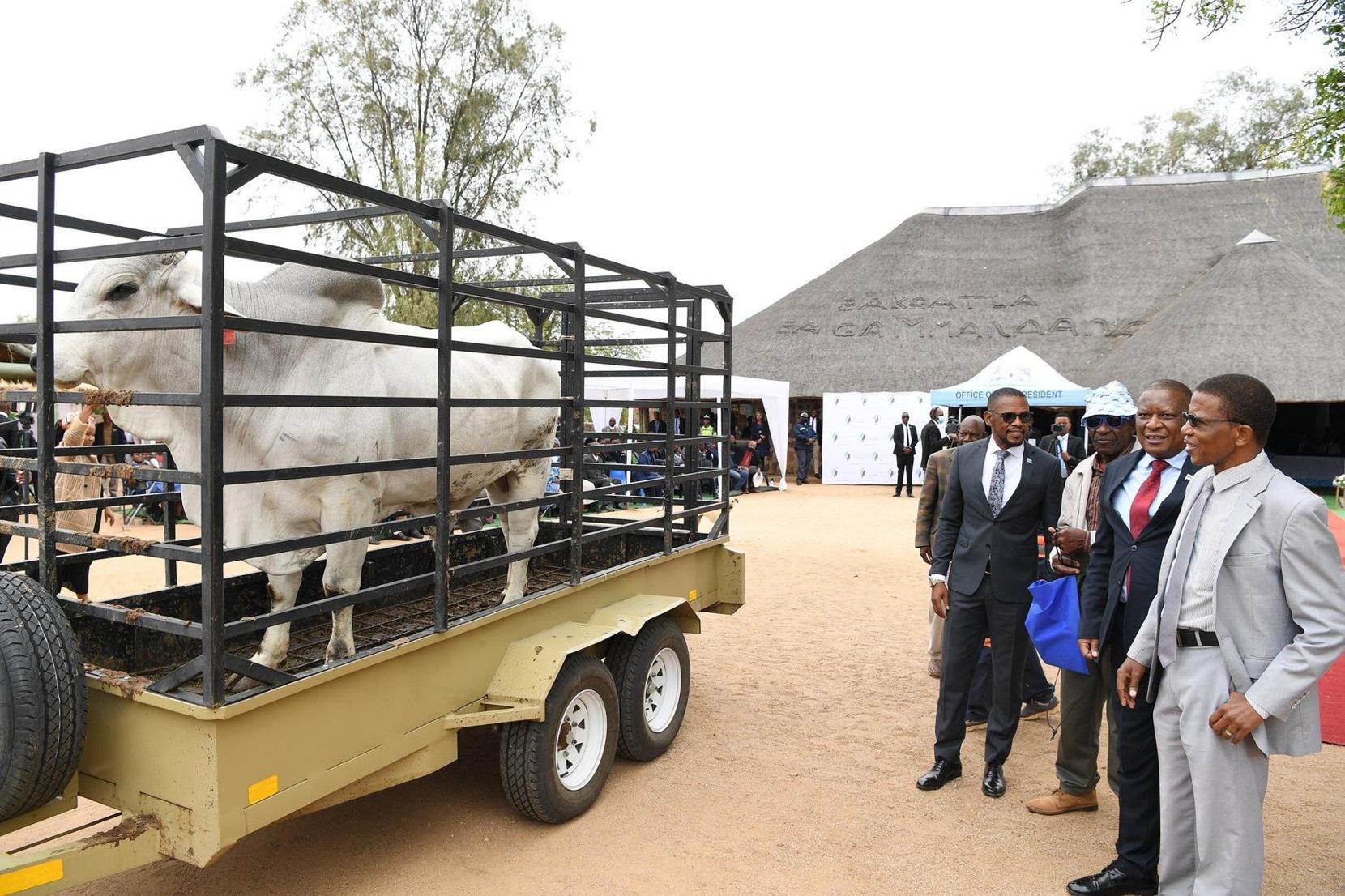 Cattle restocking underway in Ramokgwebana - Botswana