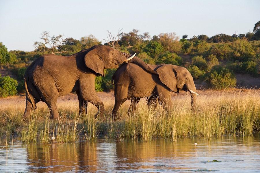 FAOGOVERNMENT WORK ON SUSTAINABLE WILDLIFE MANAGEMENT - Botswana