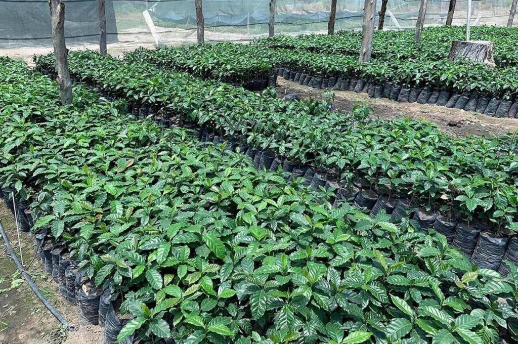 NO PLANS TO OPEN BAMB BRANCH IN SERONGA - Botswana