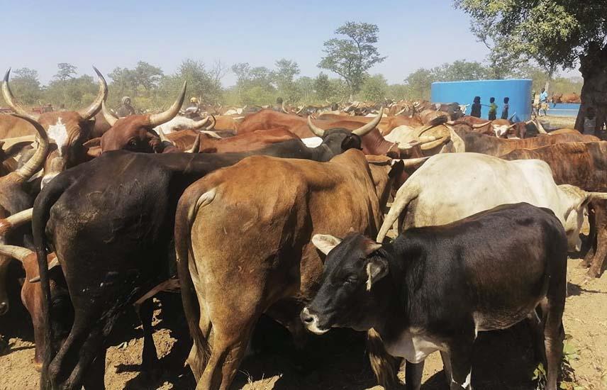 Explore Fish Bee Farming - Official - Botswana