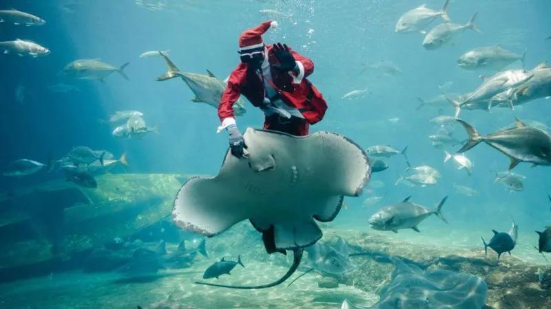 Swimming Santa and Dazzling Dancers: Africa'S Top Shots - Botswana