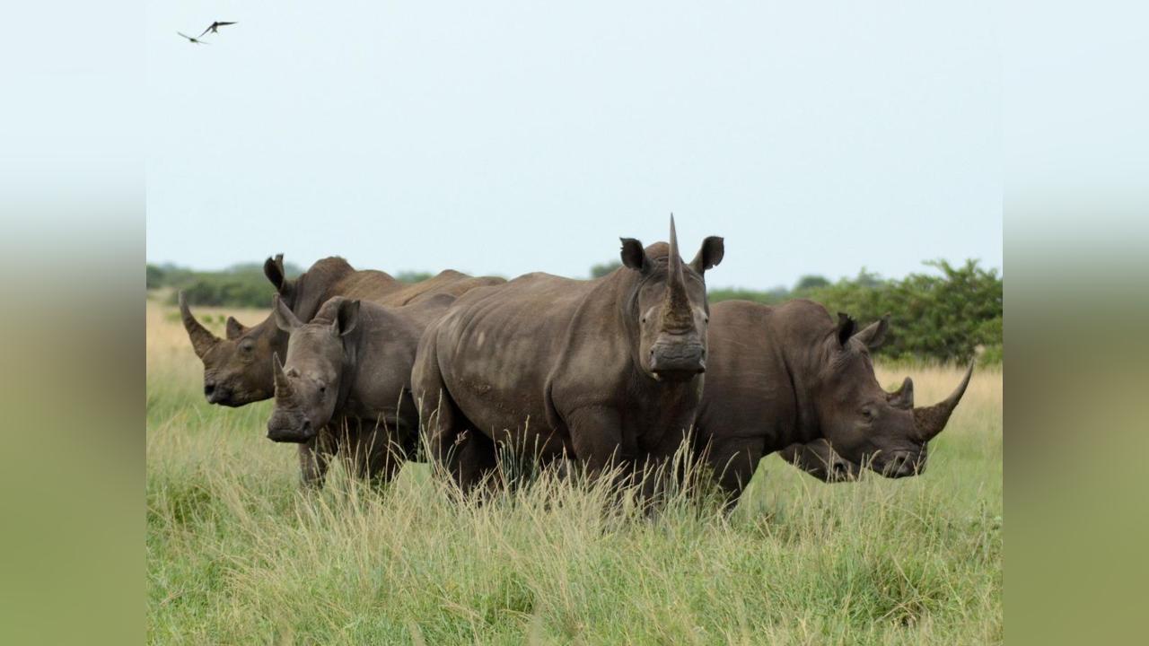 Botswana to Rearm Rangers to Combat Poaching - Botswana