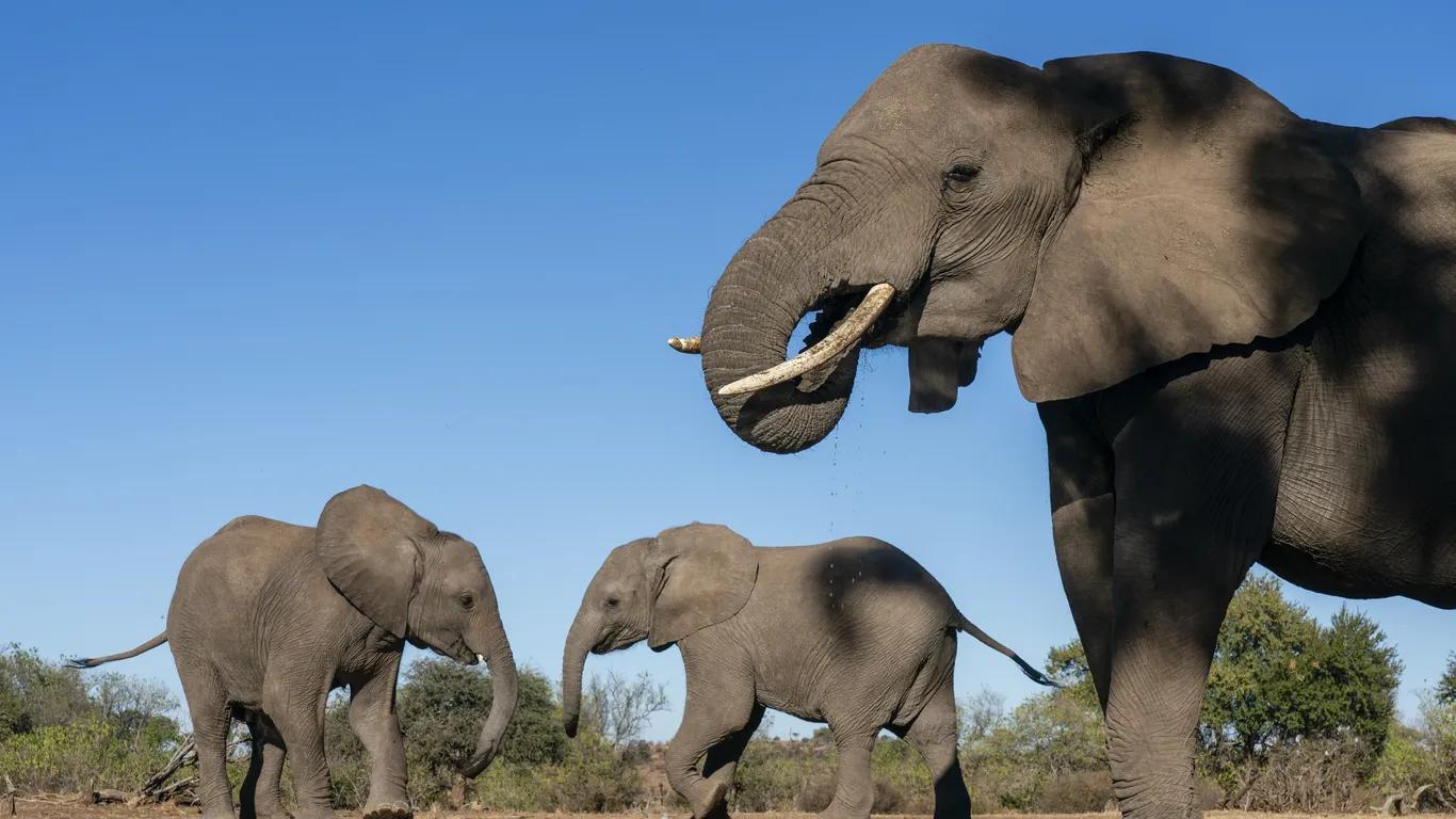 Elephants Spotted Around Kalamare and Shoshong Areas - Botswana