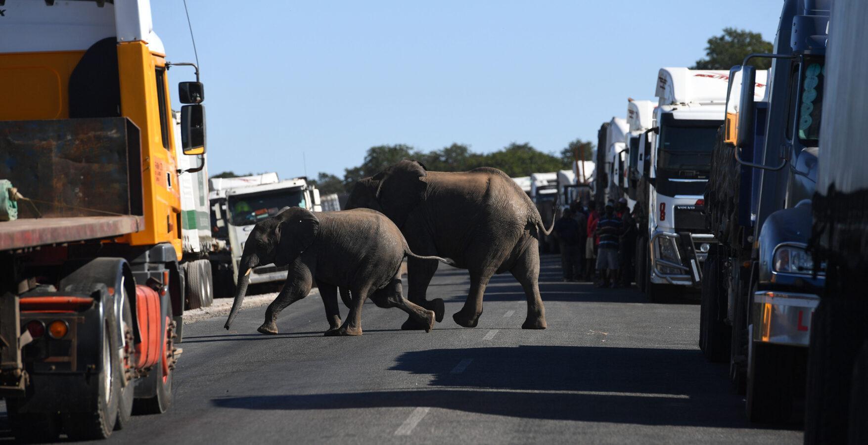 Africa’S Elephants have been in Dramatic Decline for 50 Years. what can ...