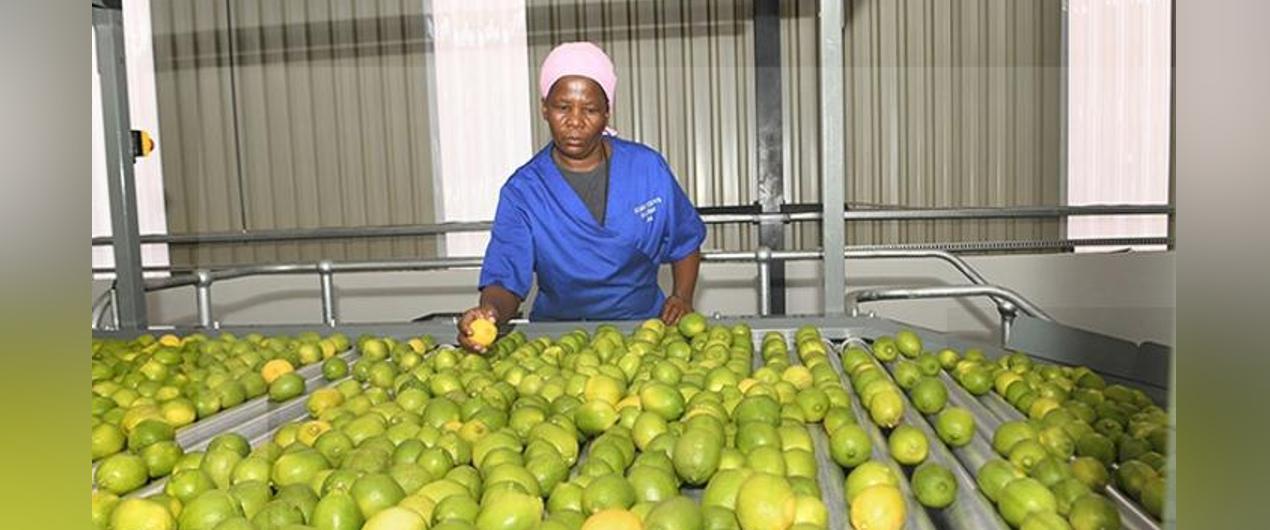 Citrus Farm Injects over P200 Million Direct DFI - Botswana