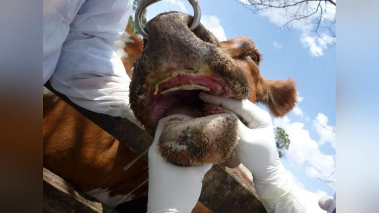 South African FMD Outbreak Nears Botswana - Botswana