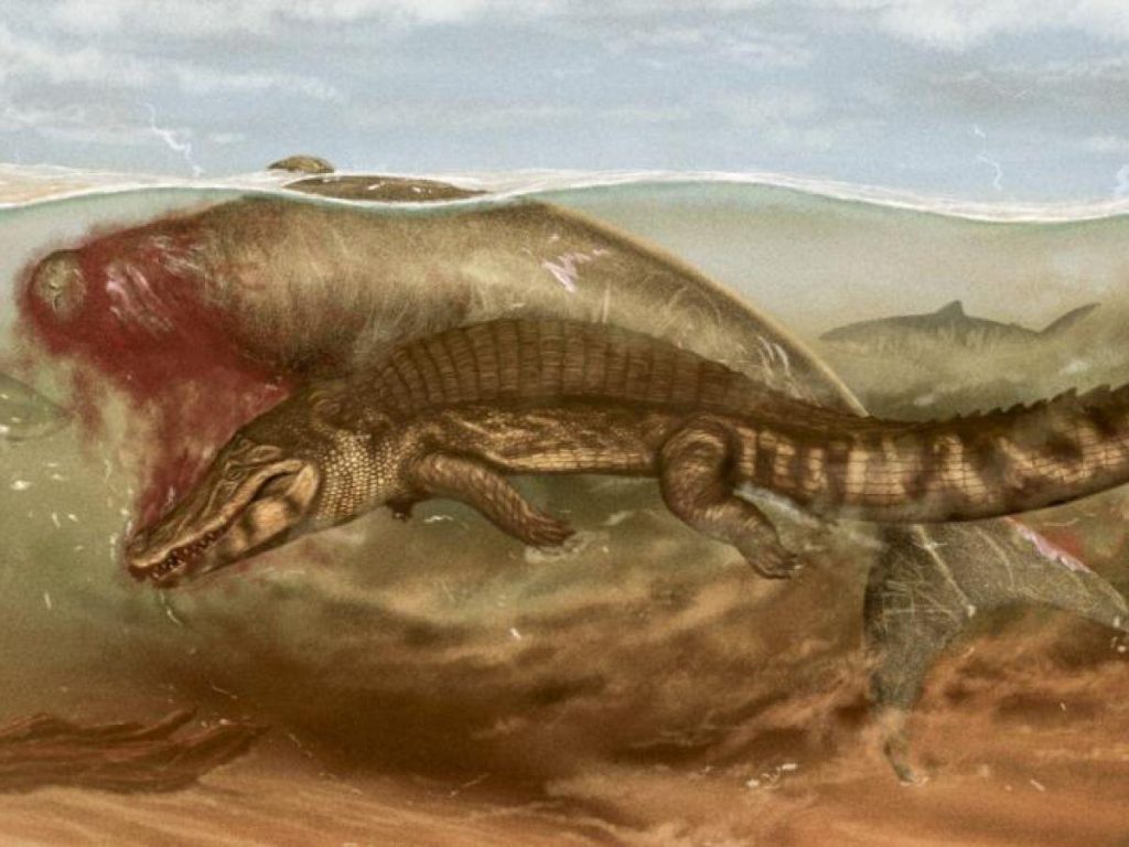 Une "vache de mer" attaquée par un crocodile puis dévorée par un requin ...