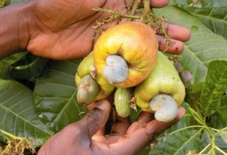 hausse de 24 % du prix bord champ de l’anacarde en 2025 - Burkina Faso