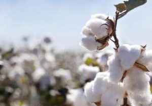 Campagne cotonnière 2024/2025 : Une baisse de 26% de la production du ...