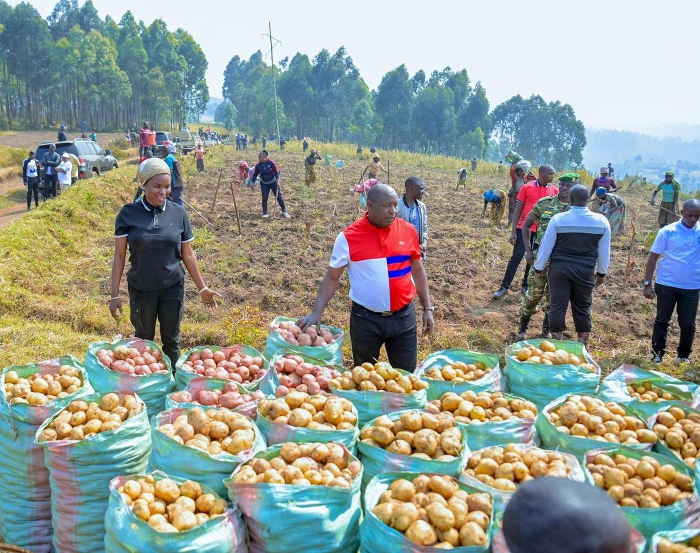 Récolte de 30 Tonnes de Pommes de Terre à Bugarama, Muramvya - Burundi