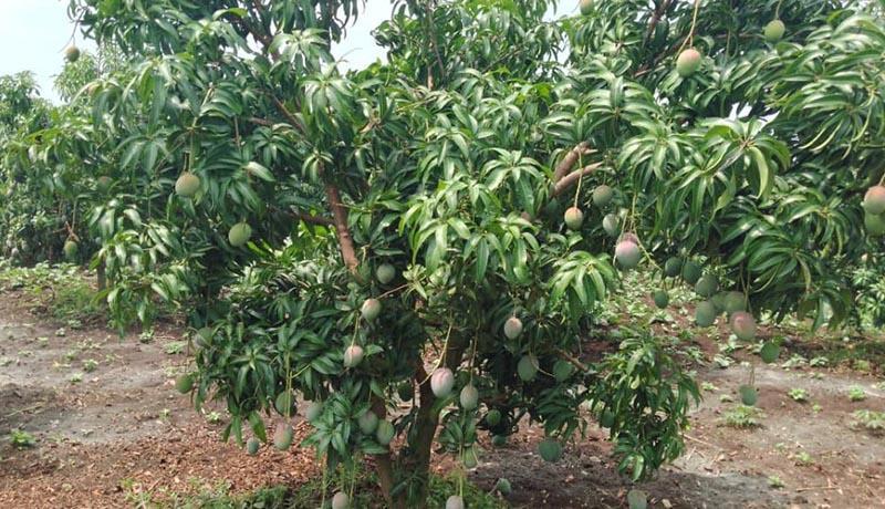 Cibitoke : des Fruits Pourrissent sur Place - Burundi