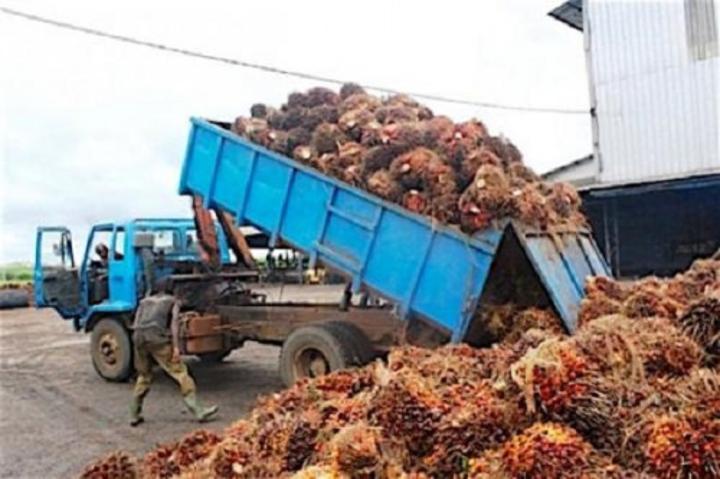 Huile de palme : la Socapalm engrange un bénéfice de 13,7 milliards à ...