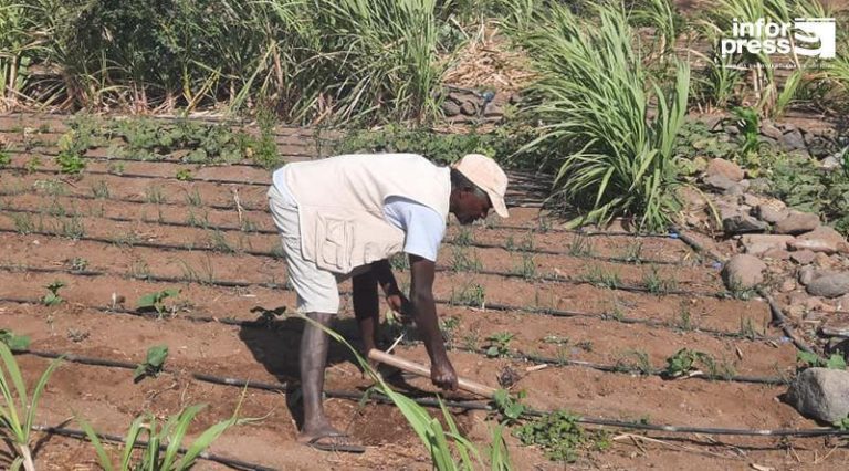 Porto Novo/Agriculture: Around 700 farmers have benefited from a drip ...