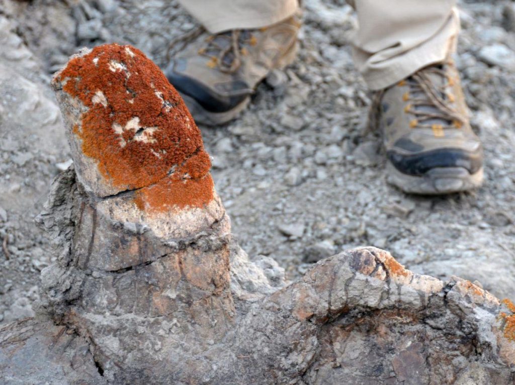 Lichens Orange Aident à Repérer Os de Dinosaures - Comores