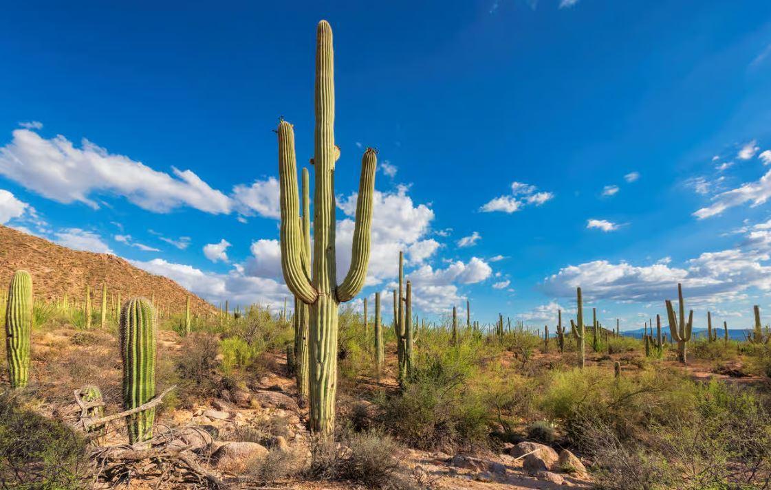 La Météo Extrême du Désert Américain Menace les Cactus - guinee Conakry