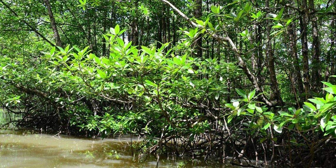 Environnement : le Pnud va aider le Congo à protéger ses mangroves ...