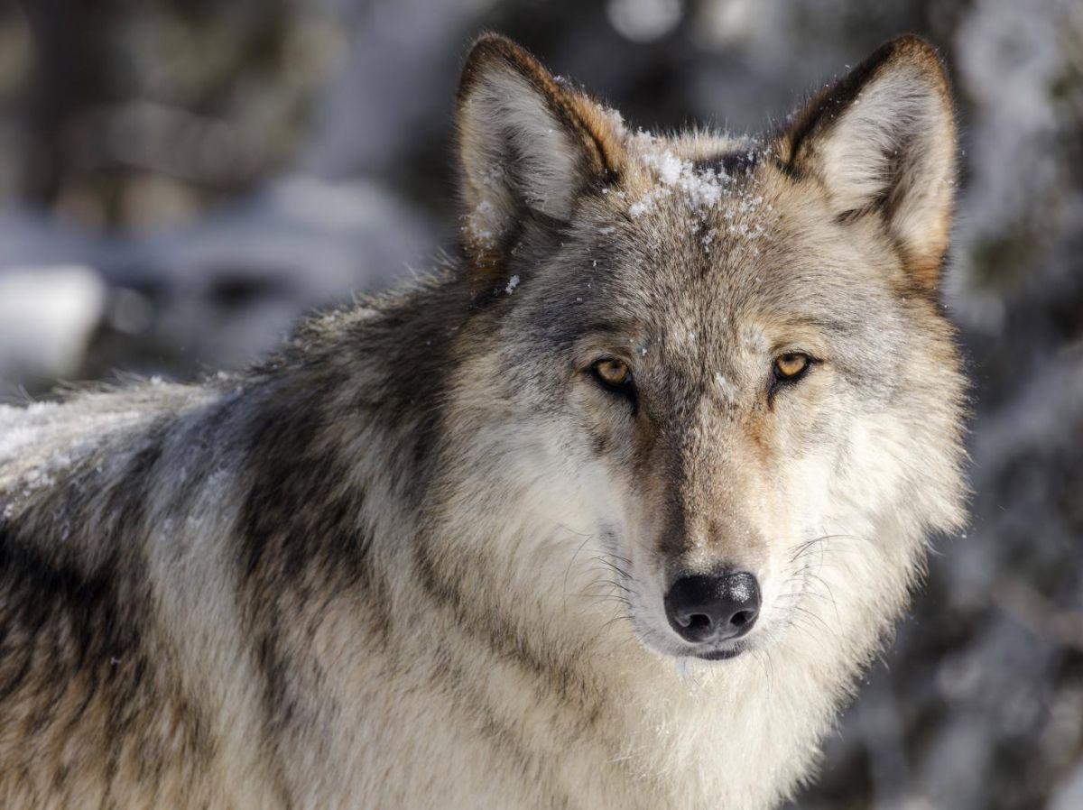 Le retour des loups dans le célèbre parc de Yellowstone profite aux ...