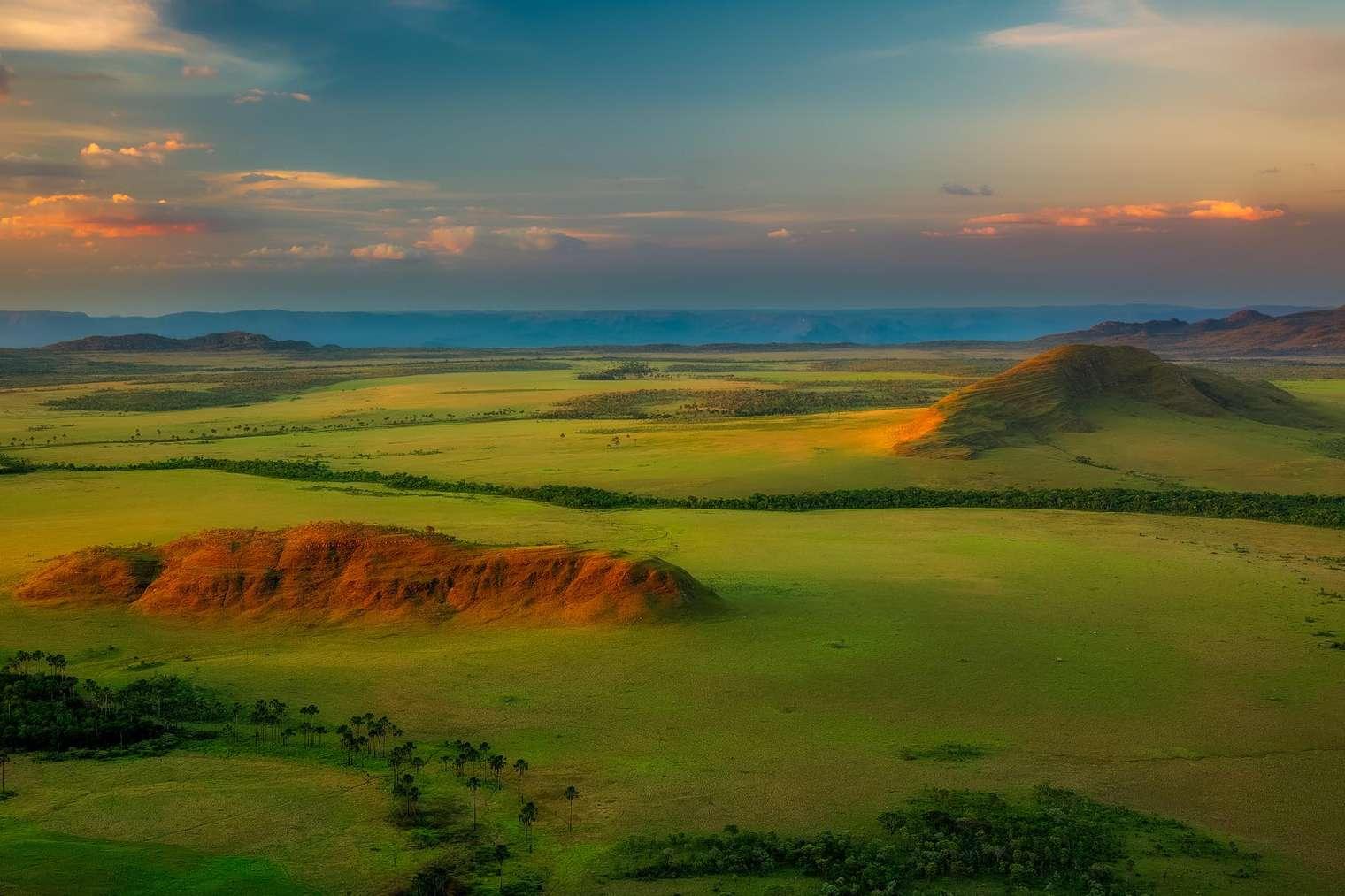 La savane du Cerrado, l'autre trésor du Brésil à protéger - Congo-kinshasa