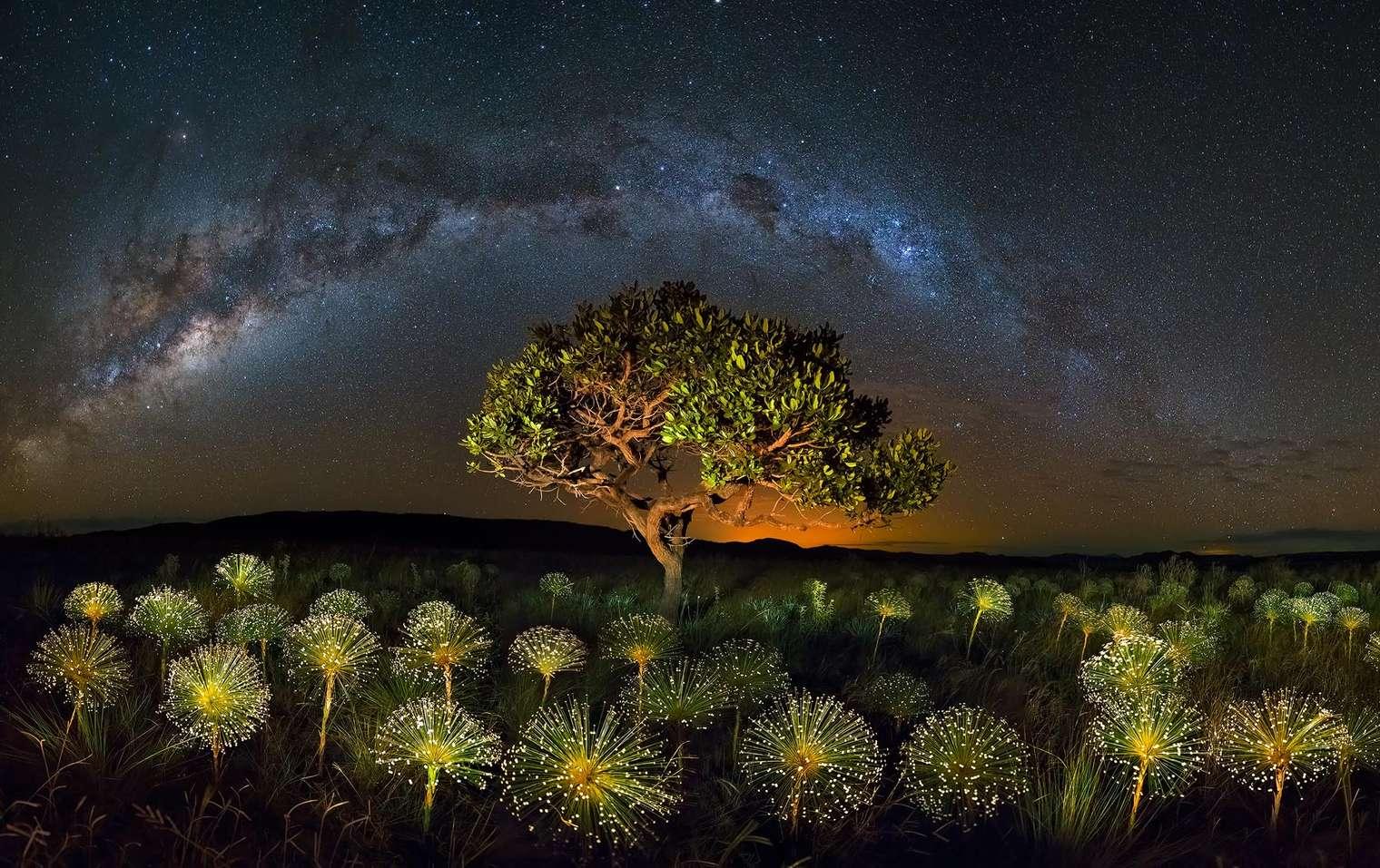 La savane du Cerrado, l'autre trésor du Brésil à protéger - Congo-kinshasa