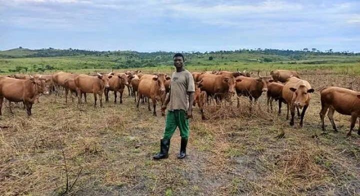 Des vaches venues du Rwanda signalées au Kongo Central! - Congo-kinshasa