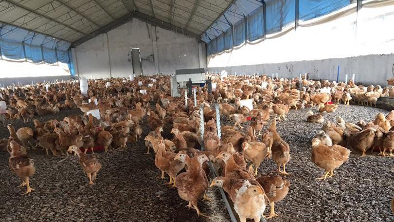 Le Gouvernement adopte le projet de relance de la production avicole ...