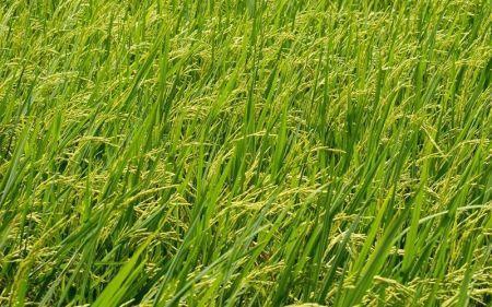 Afrique de l’Ouest : qui sont les 5 premiers producteurs de riz ...