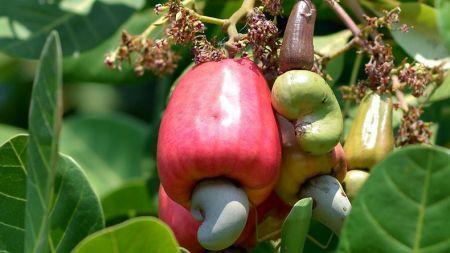 la production d’anacarde est désormais attendue à 1,25 million de ...