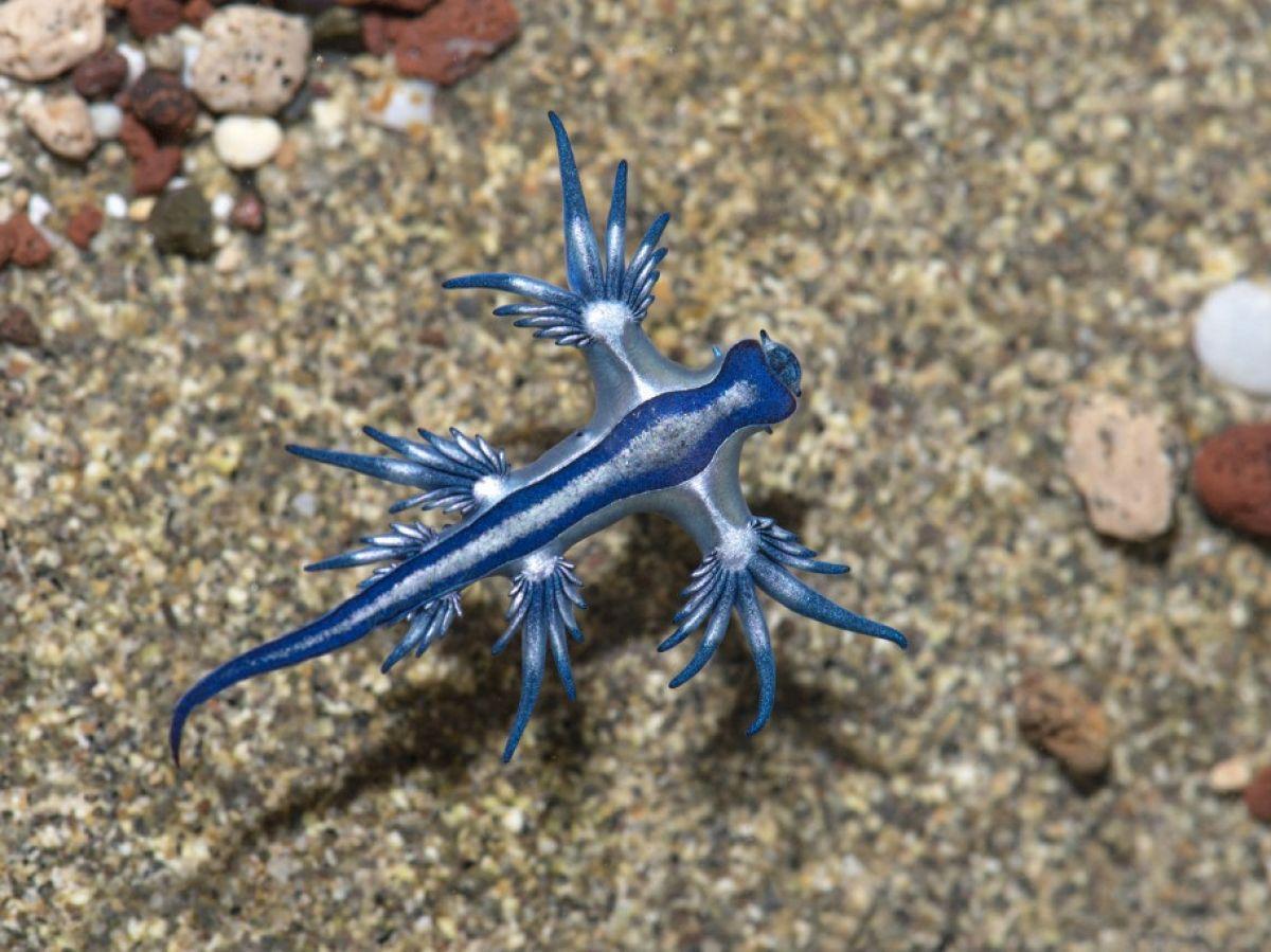 Qu'est-ce que le dragon bleu des mers, ce mollusque qui inquiète les ...