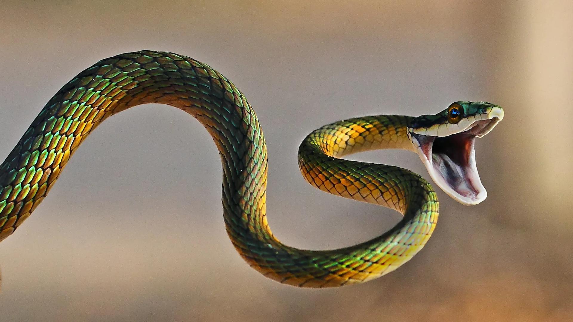 L’OMS alerte sur le fléau des morsures de serpent - Côte d'Ivoire